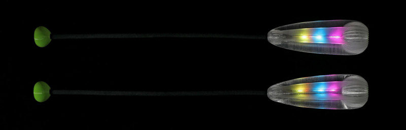 Buy Ignis Poi in Ignis Pixel Online Store